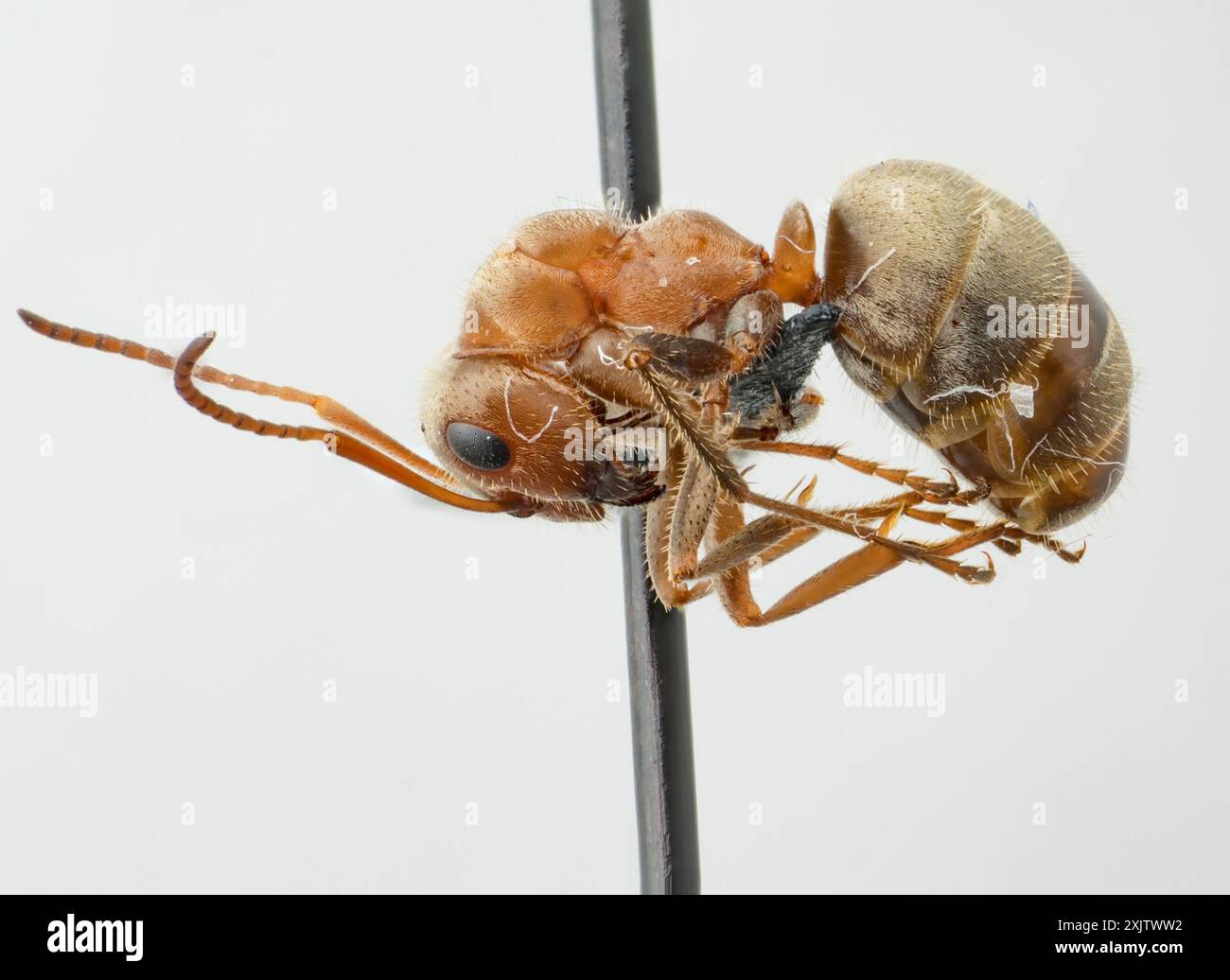 Wood, Mound, and Field Ants (Formica) Insecta Stock Photo - Alamy
