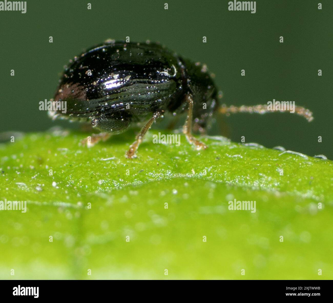 Flea Beetles (Alticini) Insecta Stock Photo - Alamy