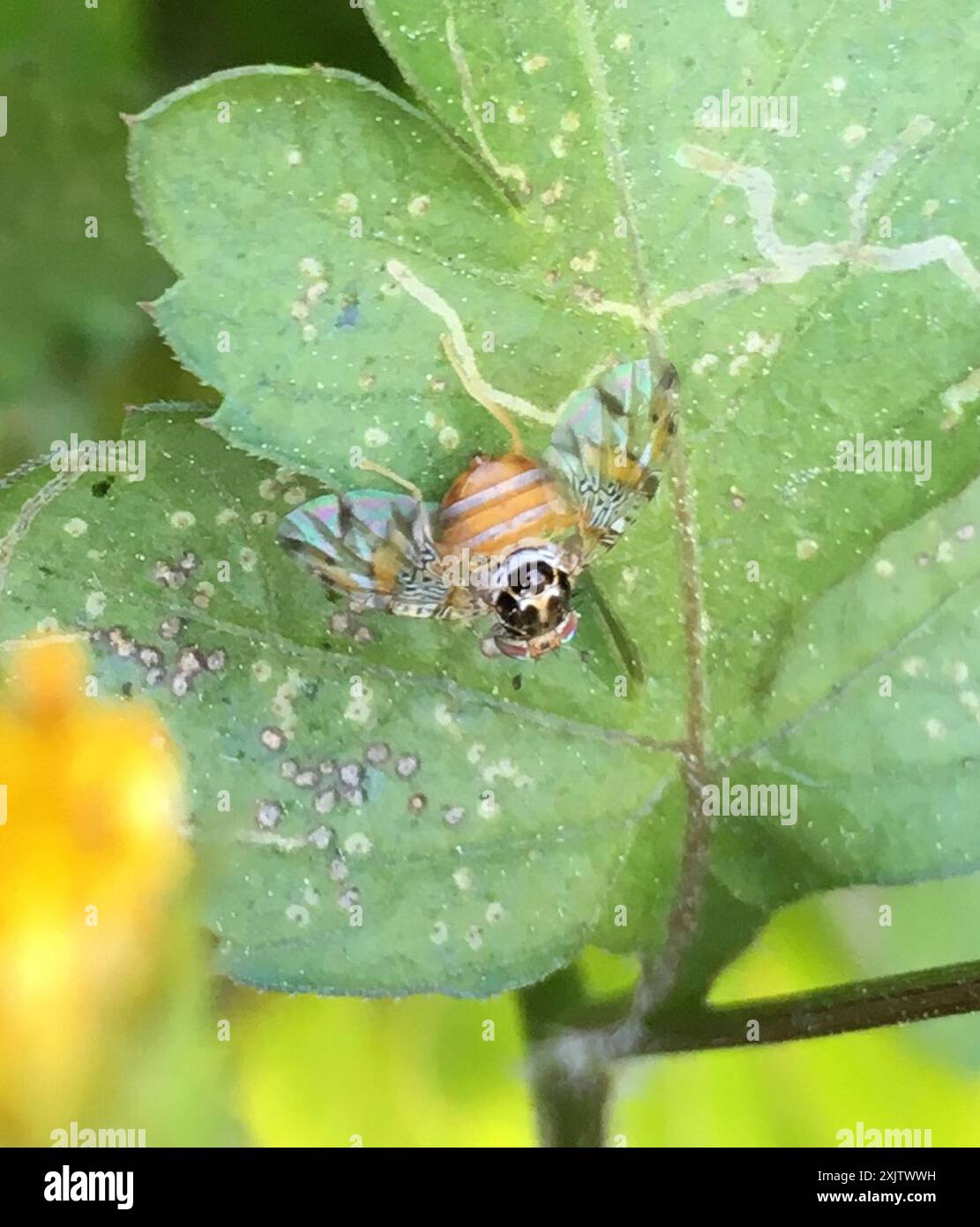 Mediterranean Fruit Fly (Ceratitis capitata) Insecta Stock Photo - Alamy