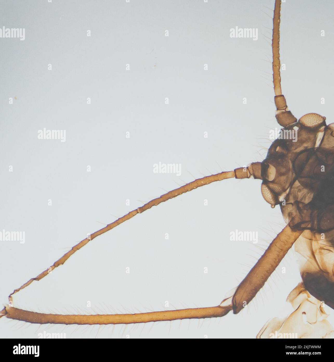 Willow Bark Aphids (Pterocomma) Insecta Stock Photo - Alamy