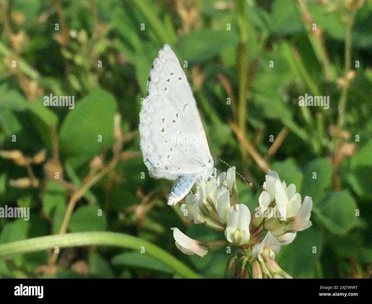 Summer Azure (Celastrina neglecta) Insecta Stock Photo - Alamy