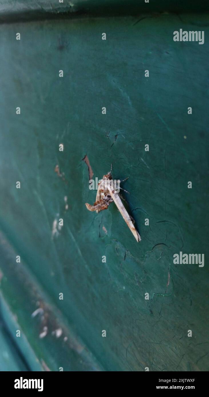 Light Marathyssa Moth (Marathyssa basalis) Insecta Stock Photo - Alamy