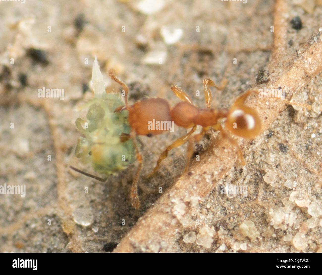 Big-headed Ants (Pheidole) Insecta Stock Photo - Alamy