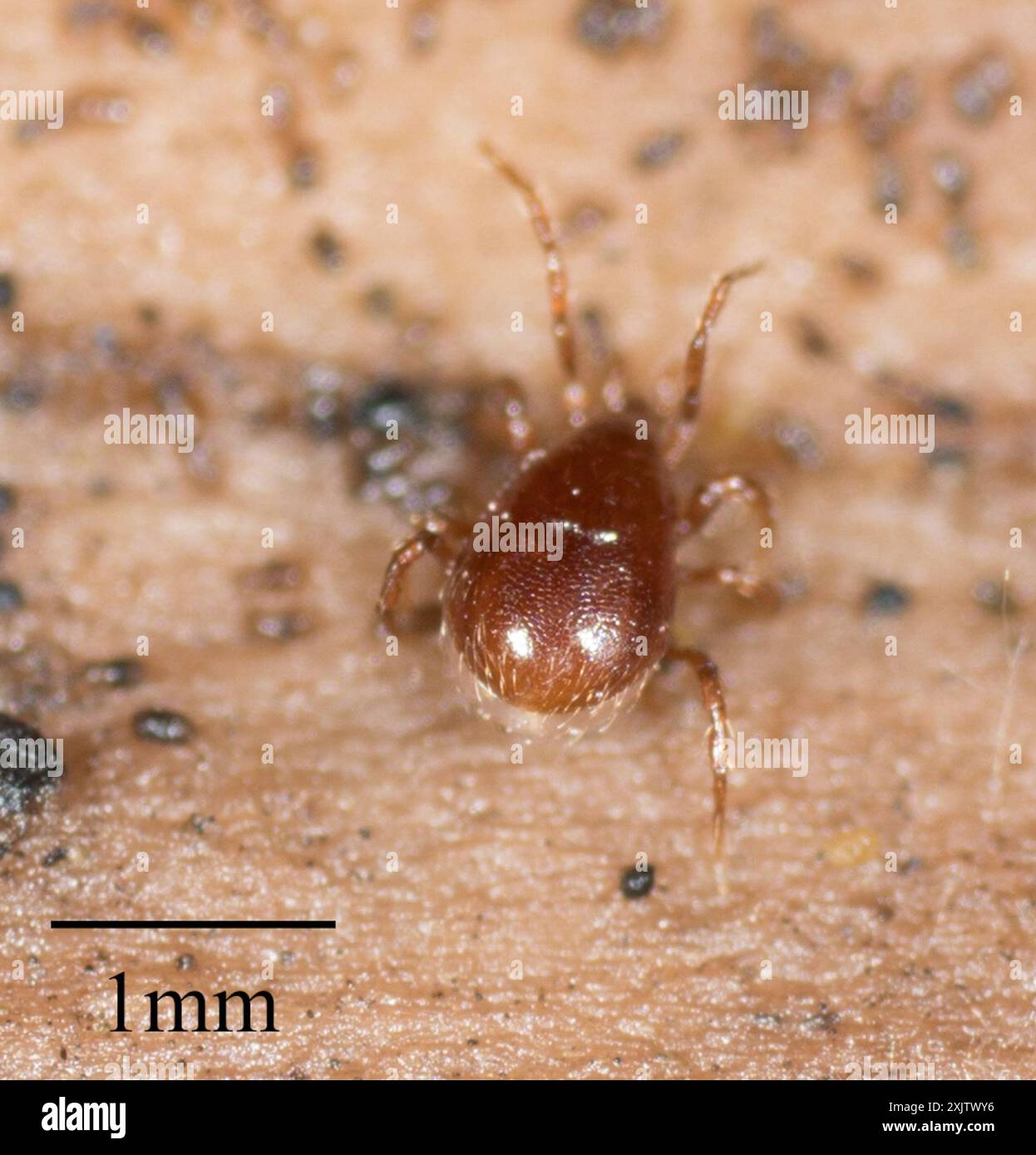 Mesostigmata hi-res stock photography and images - Alamy