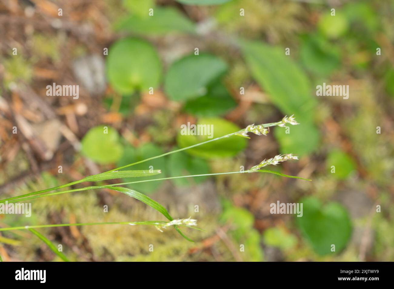 Small-flower Woodrush (Luzula parviflora) Plantae Stock Photo - Alamy