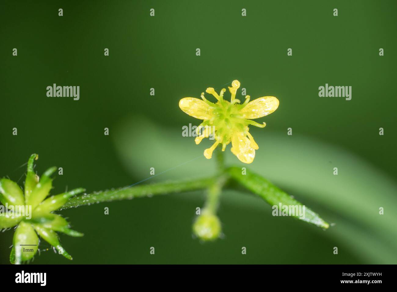 woodland buttercup (Ranunculus uncinatus) Plantae Stock Photo - Alamy