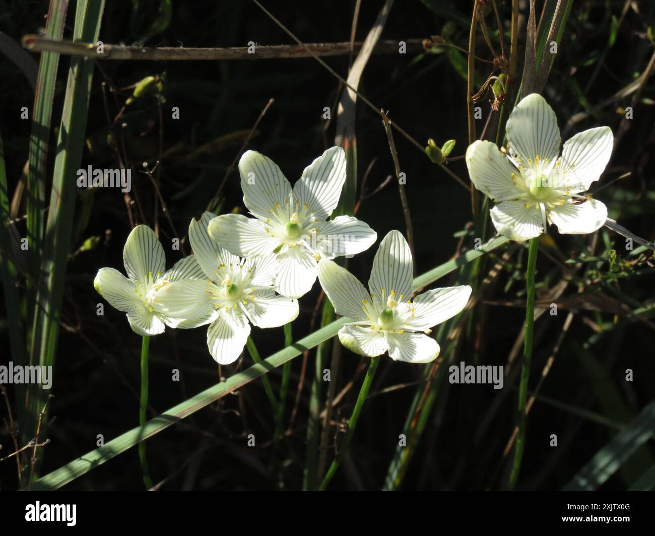Fen Grass of Parnassus (Parnassia glauca) Plantae Stock Photo - Alamy