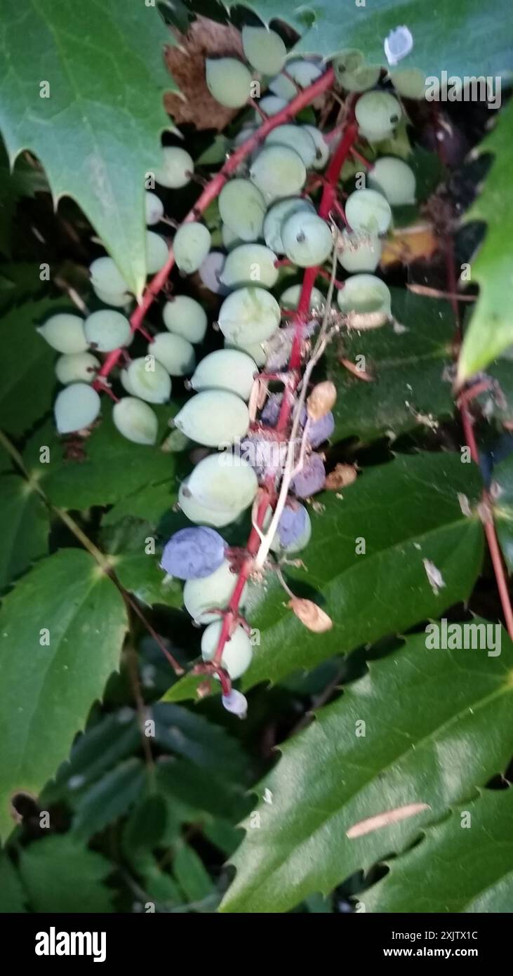 Cascade Oregon-grape (Berberis nervosa) Plantae Stock Photo - Alamy