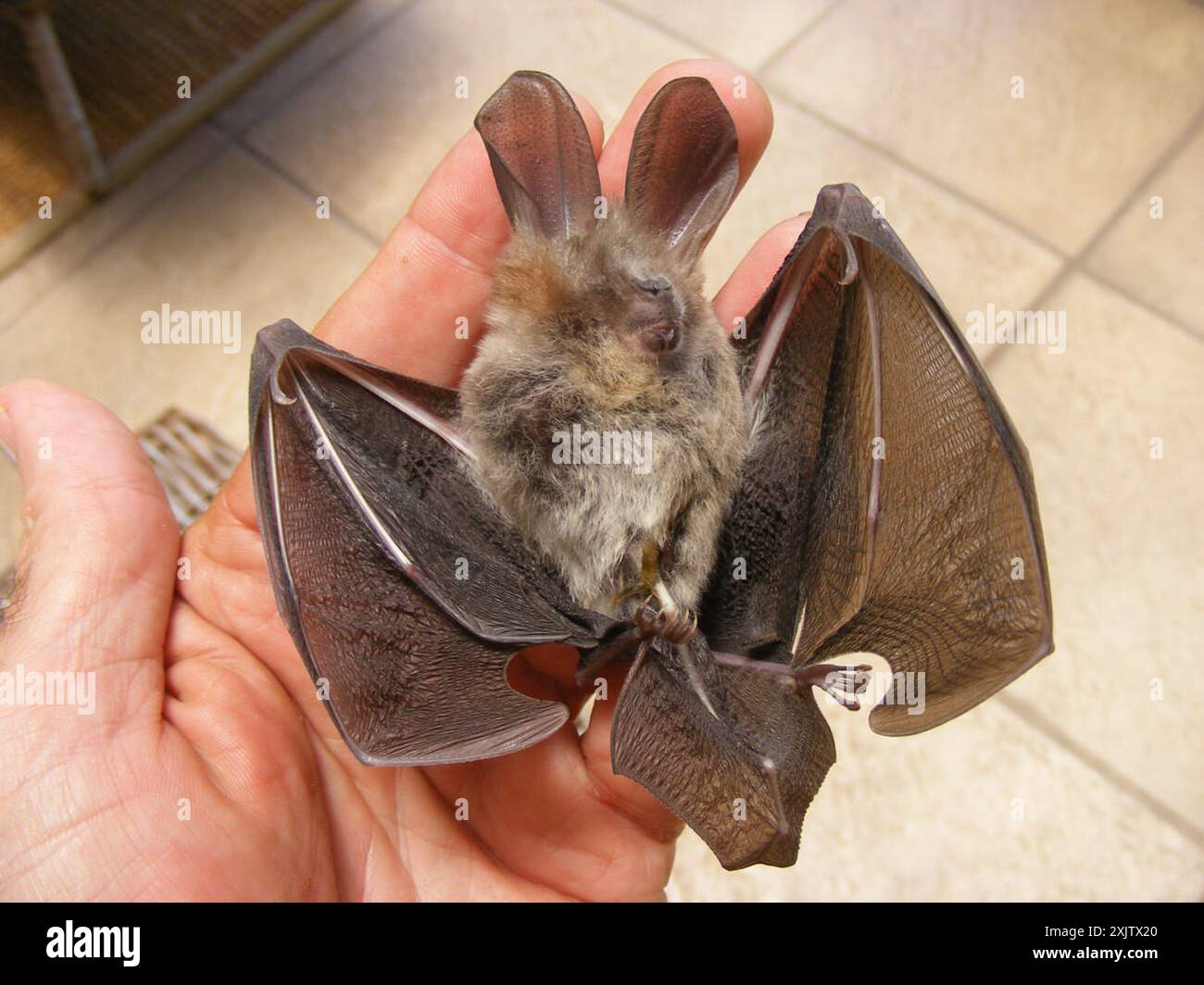 Egyptian slit faced bat hi-res stock photography and images - Alamy