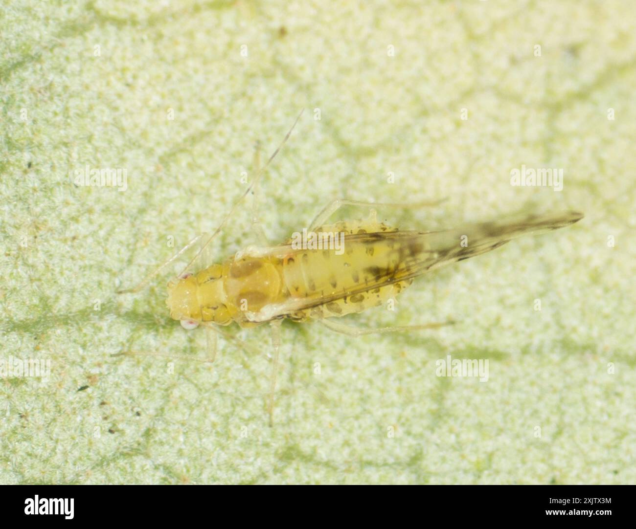 Regular Oak Aphid (Neomyzocallis punctata) Insecta Stock Photo - Alamy