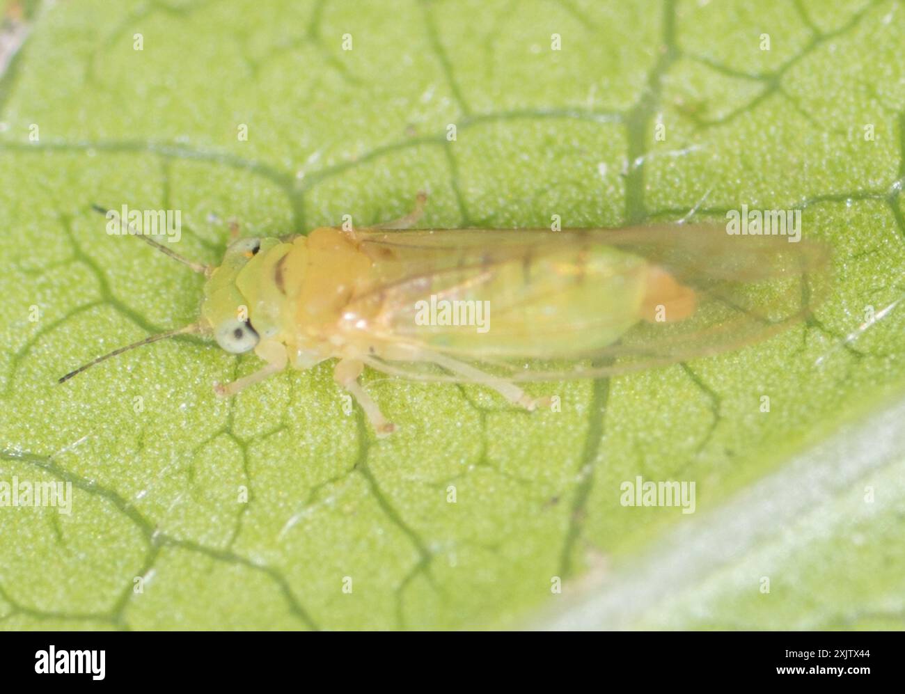 Spotted Gum Lerp Psyllid (Eucalyptolyma maideni) Insecta Stock Photo ...