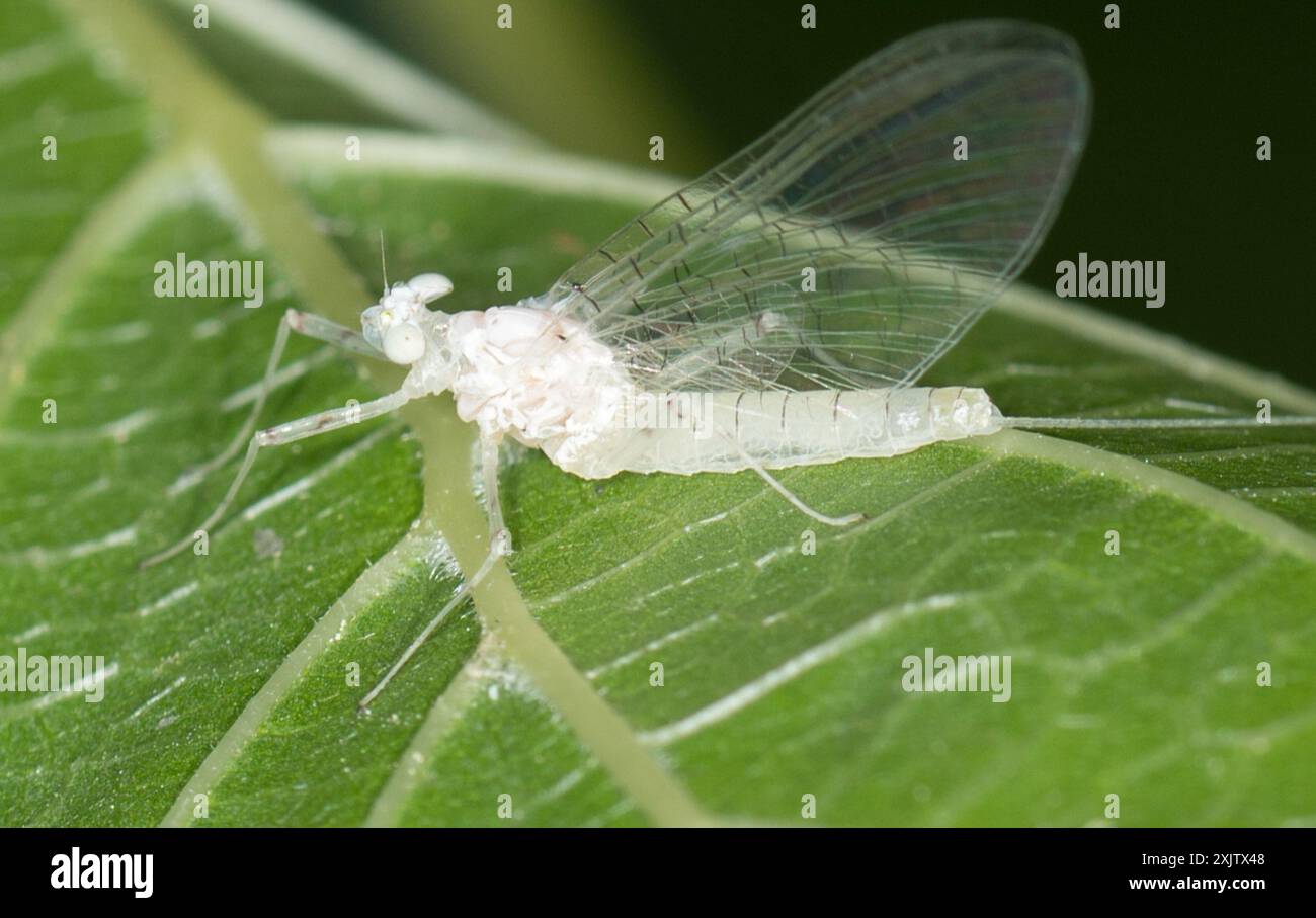 Stream Mayflies (Heptageniidae) Insecta Stock Photo - Alamy