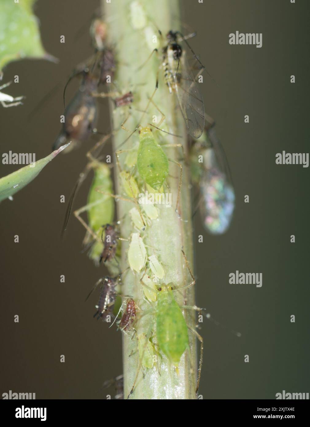 Potato Aphid (Macrosiphum euphorbiae) Insecta Stock Photo - Alamy