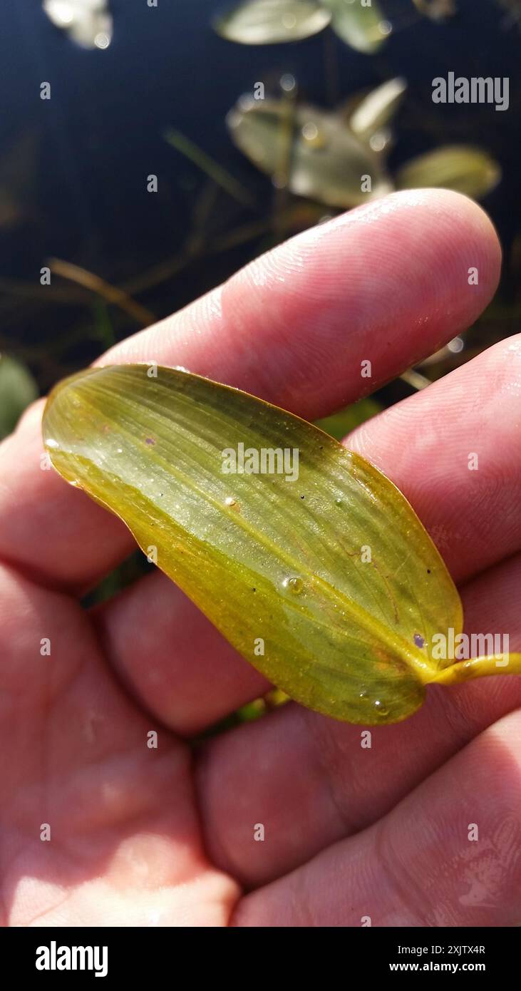 floating-leaved pondweed (Potamogeton natans) Plantae Stock Photo - Alamy