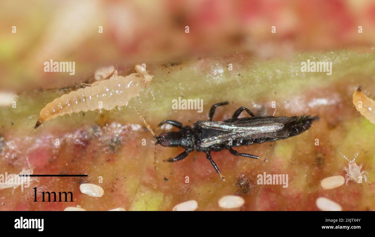 Weeping Fig Thrips (Gynaikothrips uzeli) Insecta Stock Photo - Alamy