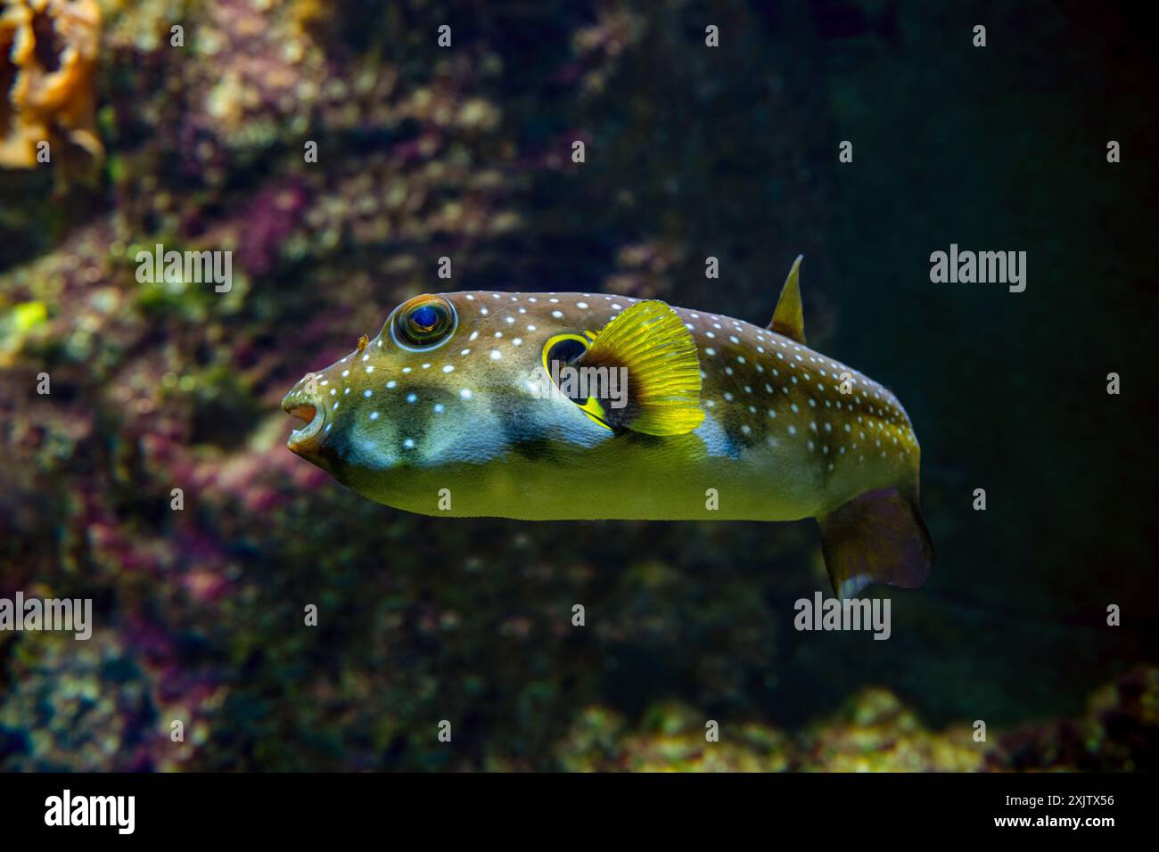 Whitespotted blaasop hi-res stock photography and images - Alamy