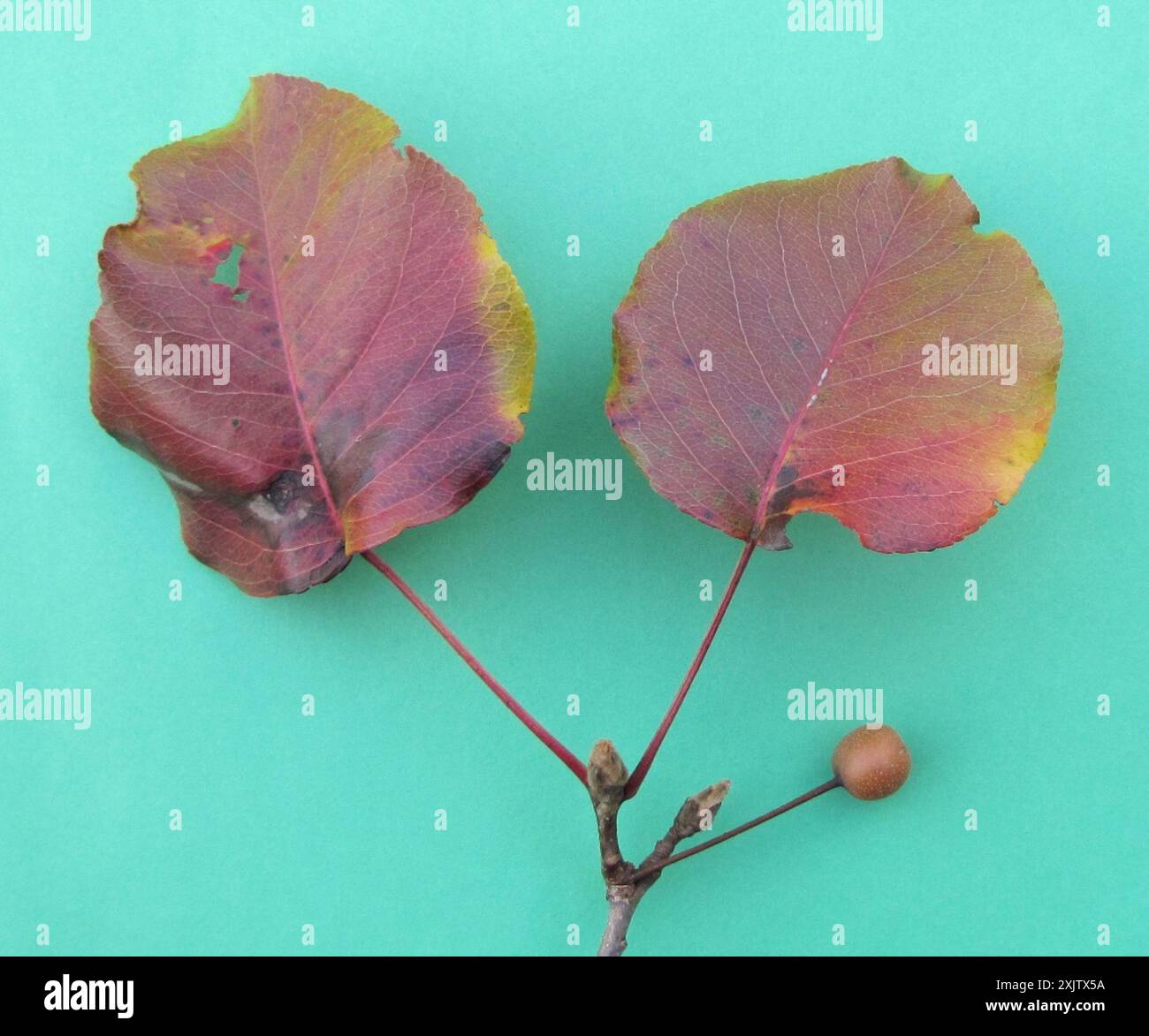 Callery pear (Pyrus calleryana) Plantae Stock Photo - Alamy