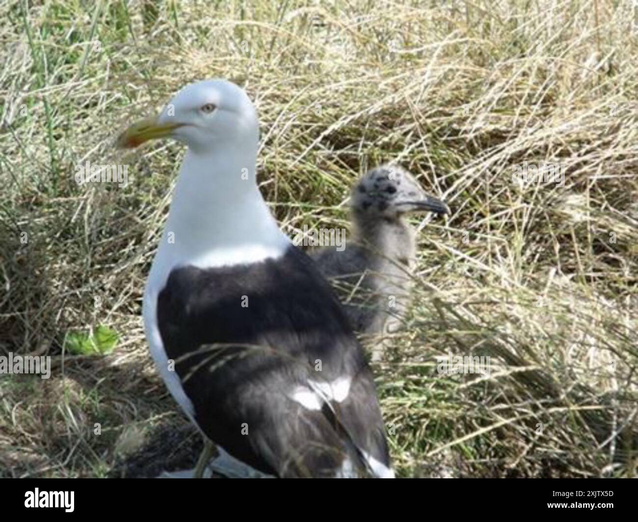 Southern Black-backed Gull (Larus dominicanus dominicanus) Aves Stock ...