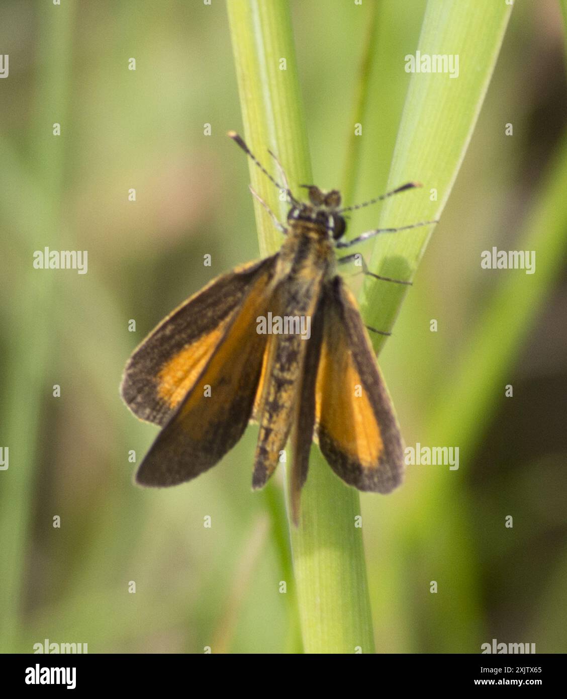 Least Skipper (Ancyloxypha numitor) Insecta Stock Photo - Alamy