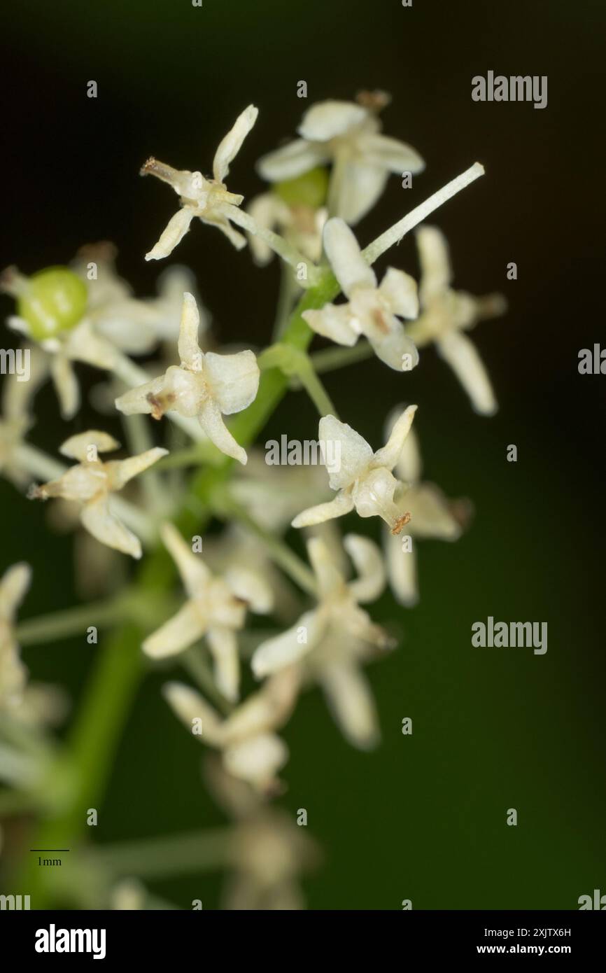 Western Lily of the Valley (Maianthemum dilatatum) Plantae Stock Photo ...