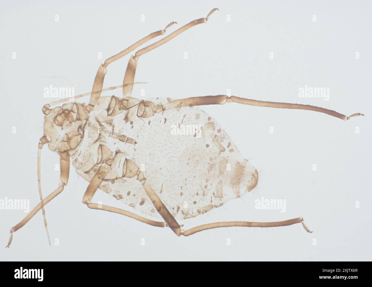 Willow Bark Aphids (Pterocomma) Insecta Stock Photo - Alamy