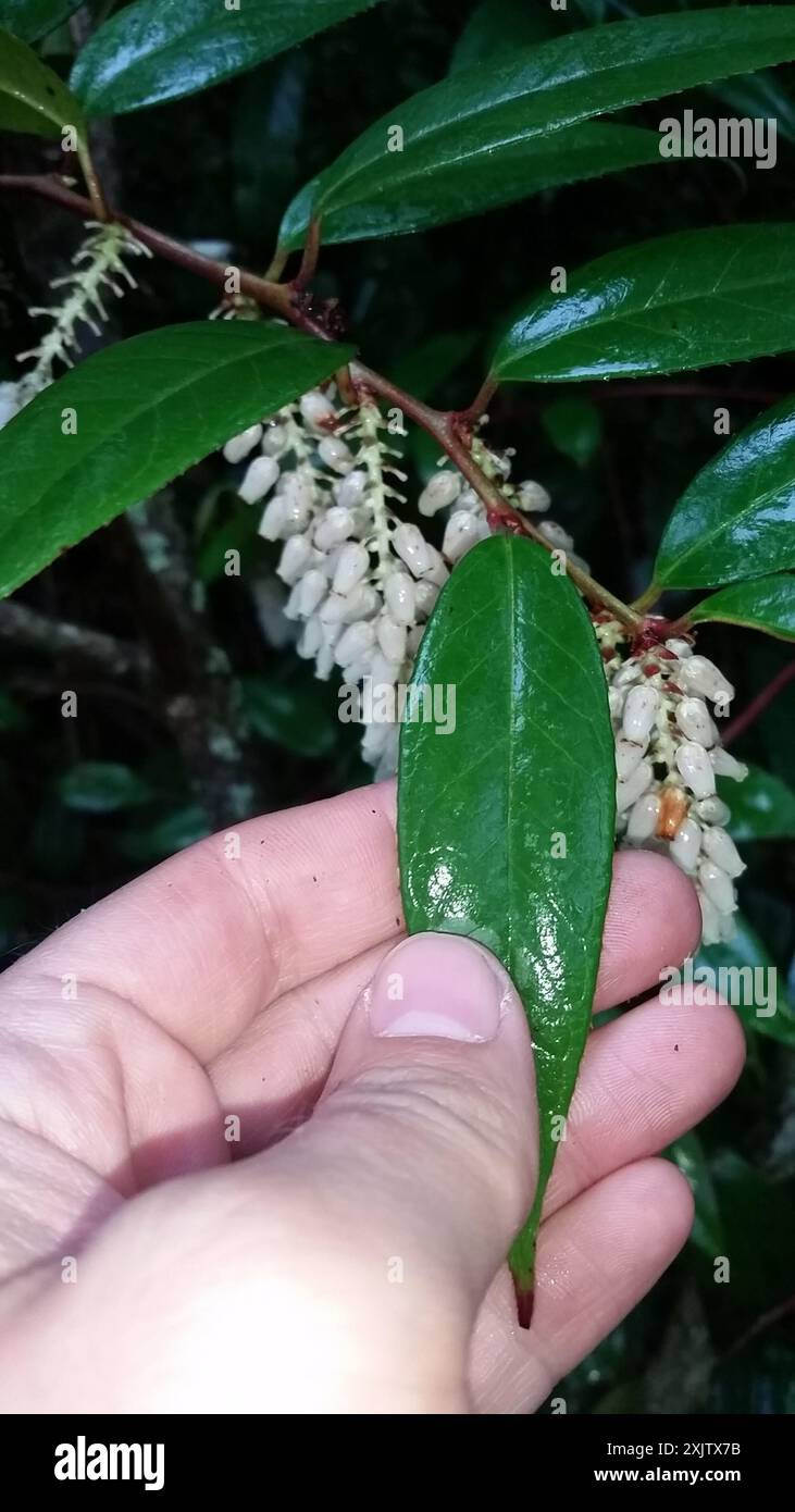 Leucothoe fontanesiana hi-res stock photography and images - Alamy