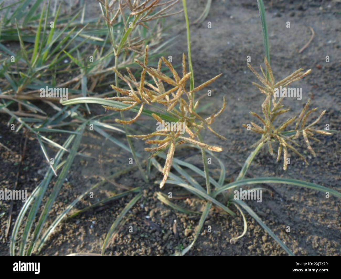 Purple nutsedge (Cyperus rotundus) Plantae Stock Photo - Alamy