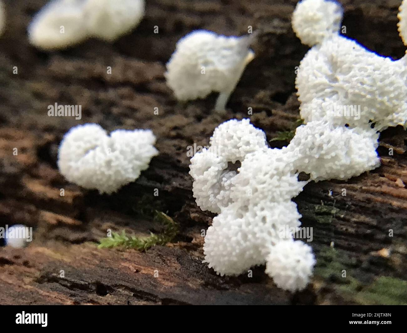Honeycomb Coral Slime Mold (Ceratiomyxa fruticulosa) Protozoa Stock ...