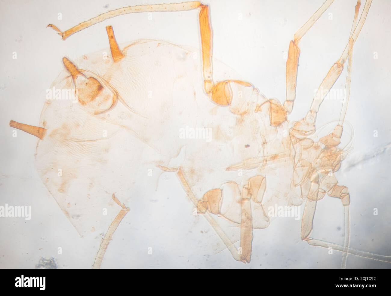 Black Citrus Aphid (Toxoptera aurantii) Insecta Stock Photo - Alamy