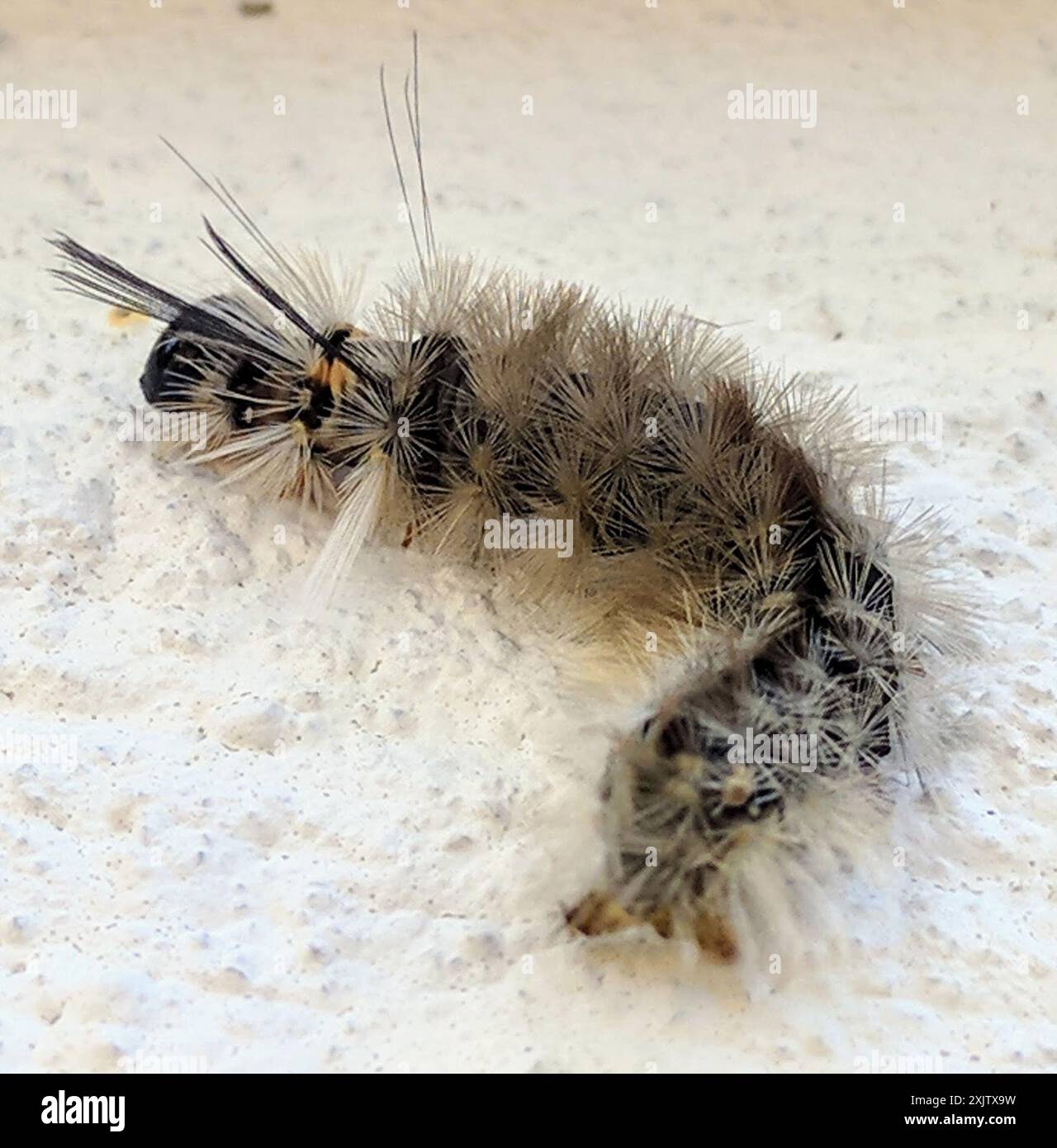 Banded Tussock Moth (Halysidota tessellaris) Insecta Stock Photo - Alamy