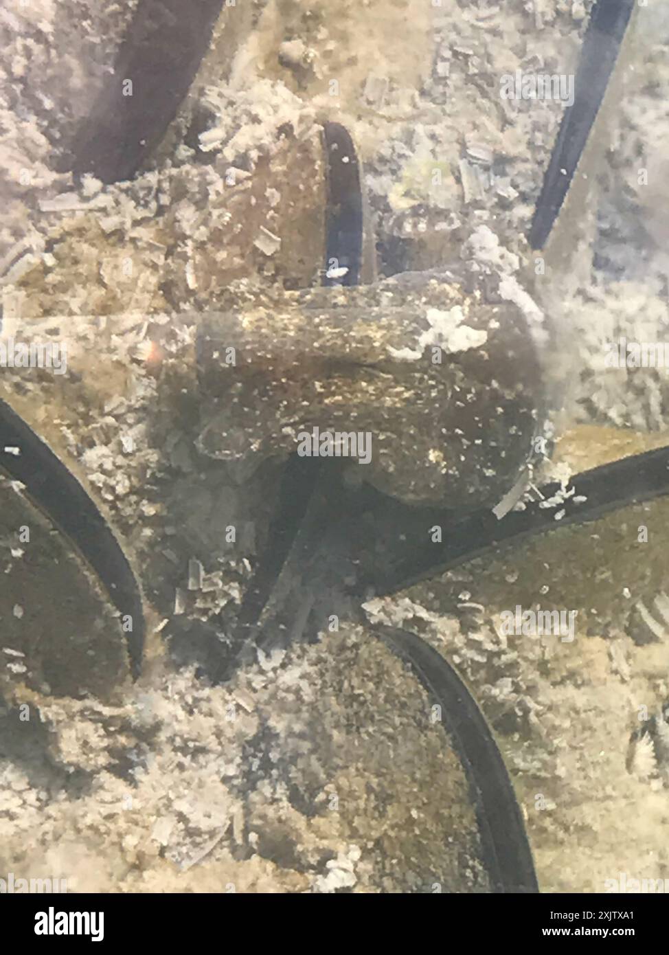 Japanese Bubble Snail (Haloa japonica) Mollusca Stock Photo - Alamy