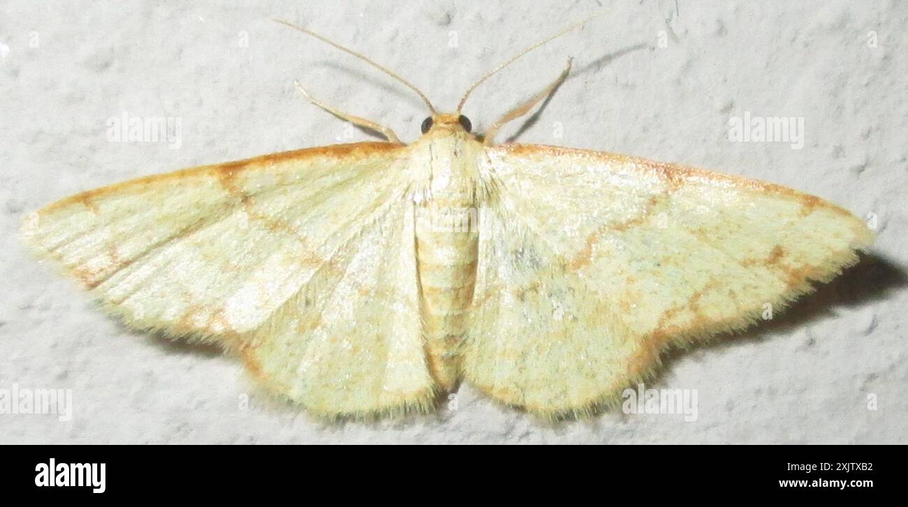 Geometer Moths (Geometridae) Insecta Stock Photo - Alamy