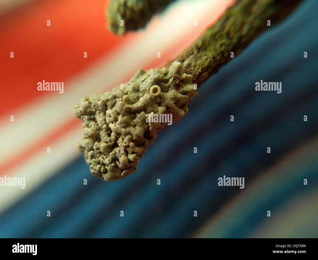 Ascomycete Fungi (Ascomycota) Fungi Stock Photo - Alamy
