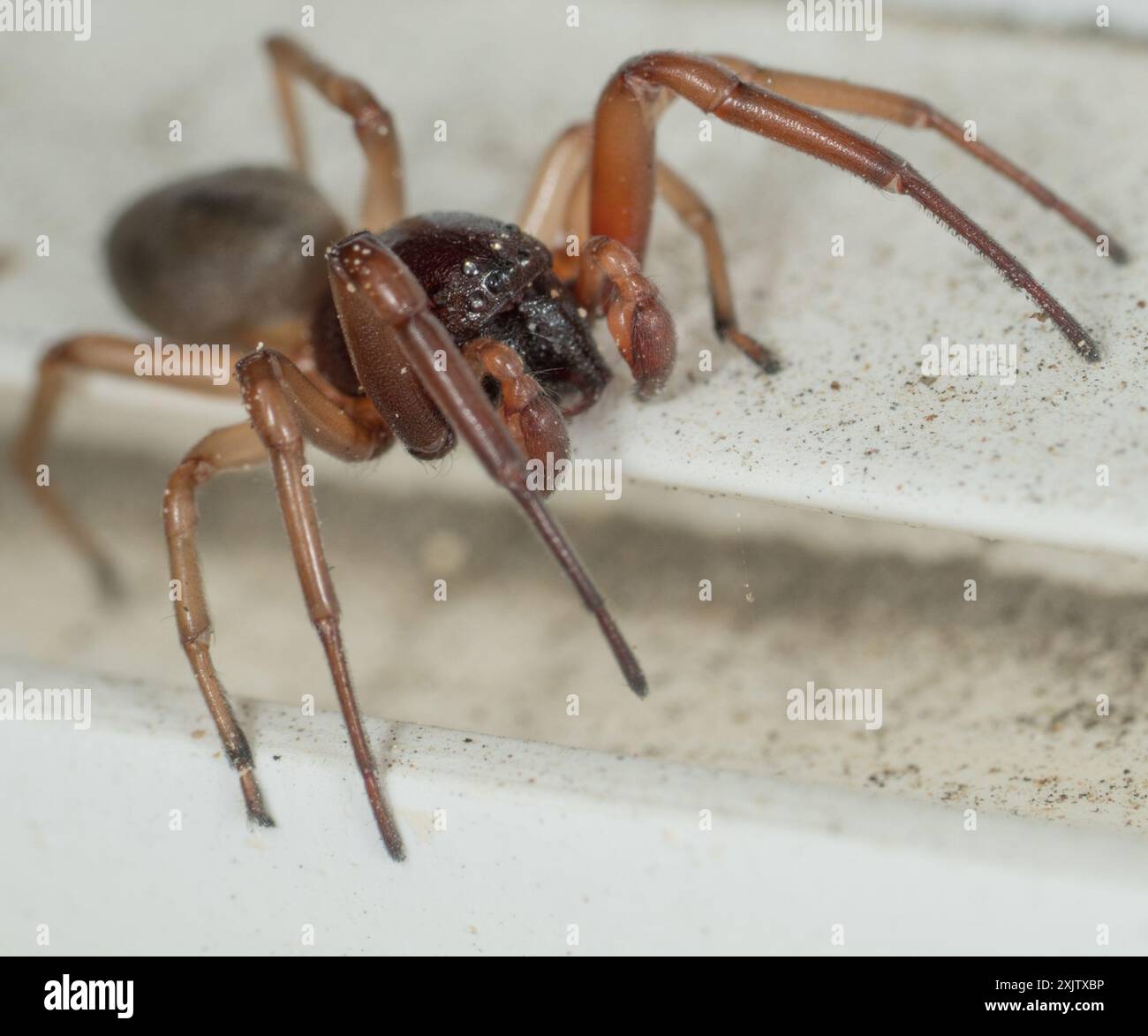 Bull-headed sac spider (Trachelas pacificus) Arachnida Stock Photo - Alamy