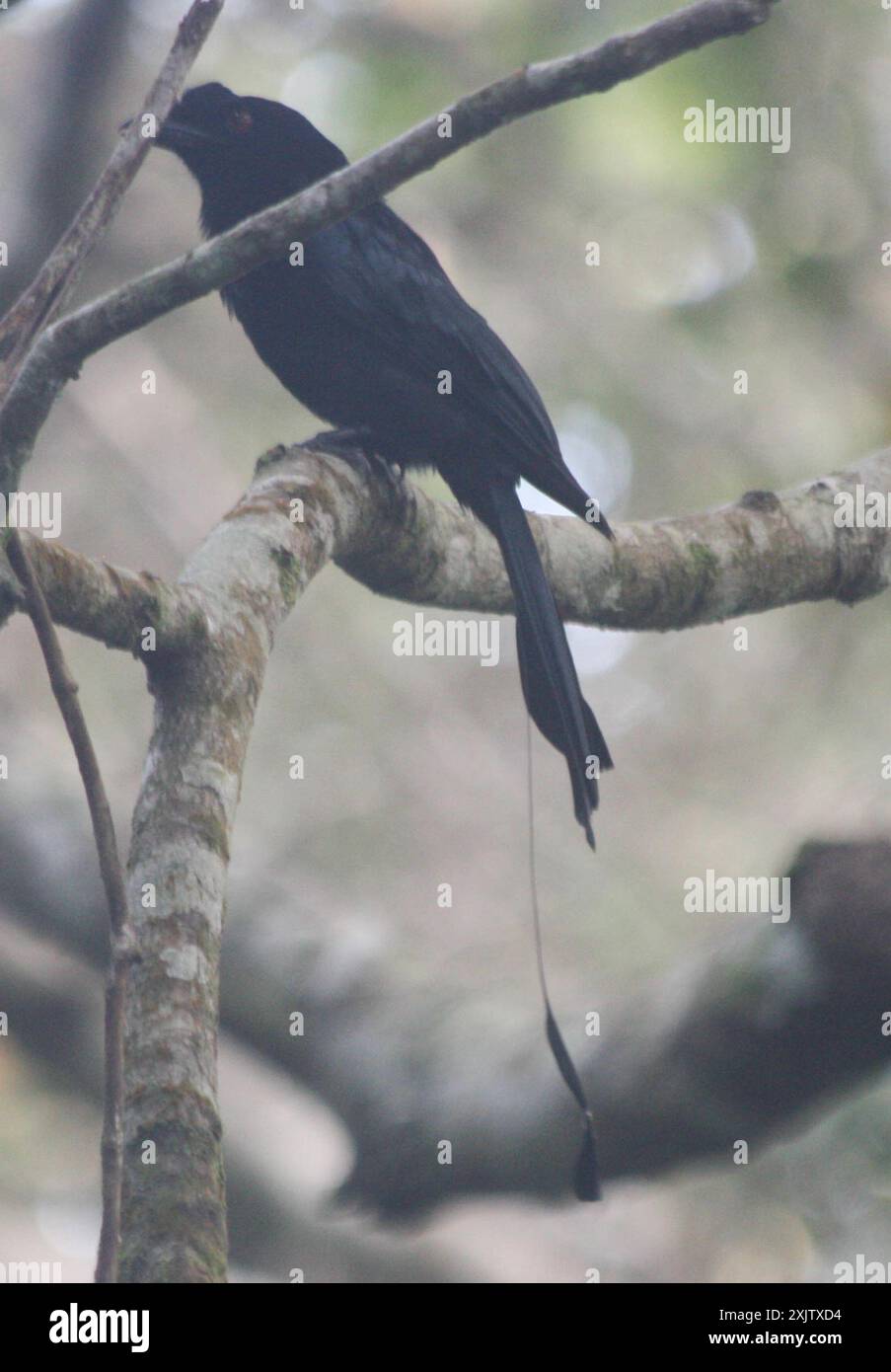 Greater Racket-tailed Drongo (Dicrurus paradiseus) Aves Stock Photo - Alamy
