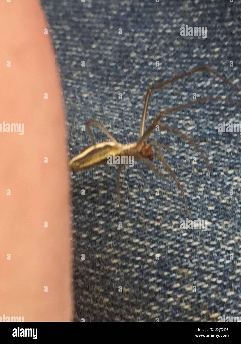 Stretch Spiders (Tetragnatha) Arachnida Stock Photo - Alamy