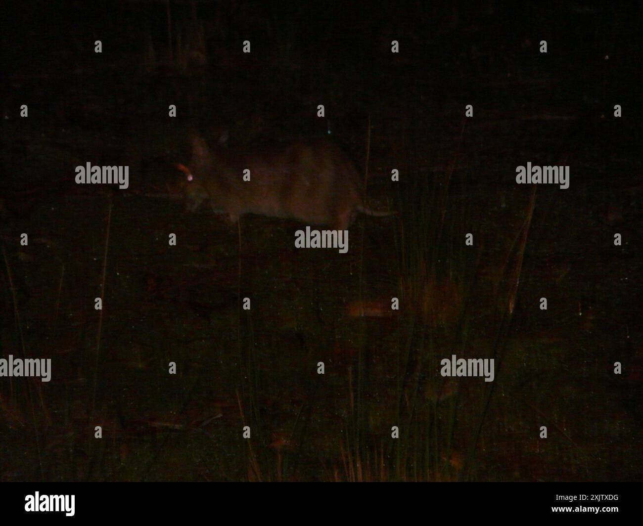 Eastern Barred Bandicoot (Perameles gunnii) Mammalia Stock Photo - Alamy