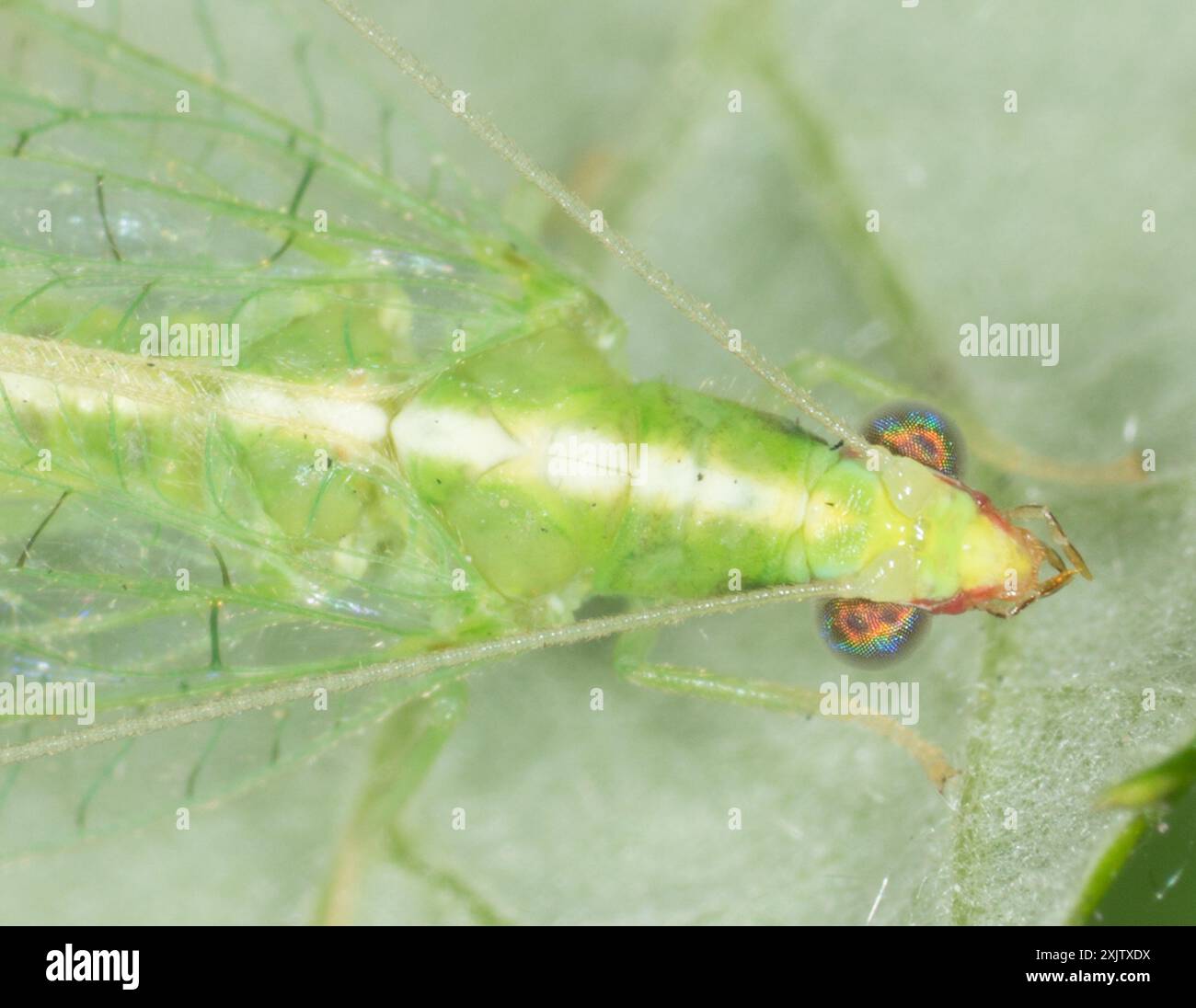 Red-lipped Green Lacewing (Chrysoperla rufilabris) Insecta Stock Photo ...