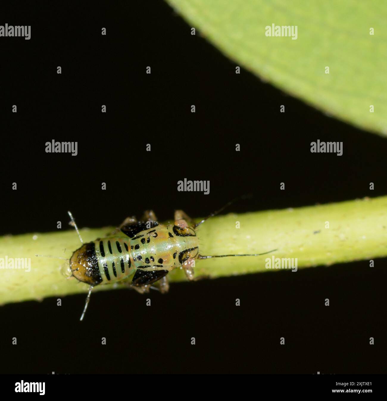 tipu psyllid (Platycorypha nigrivirga) Insecta Stock Photo - Alamy