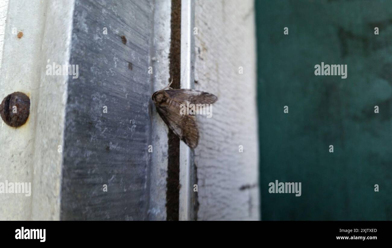 Owlet Moths and Allies (Noctuoidea) Insecta Stock Photo - Alamy