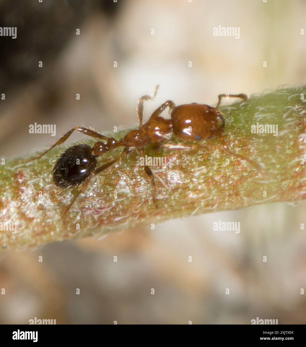 Southern fire ant hi-res stock photography and images - Alamy