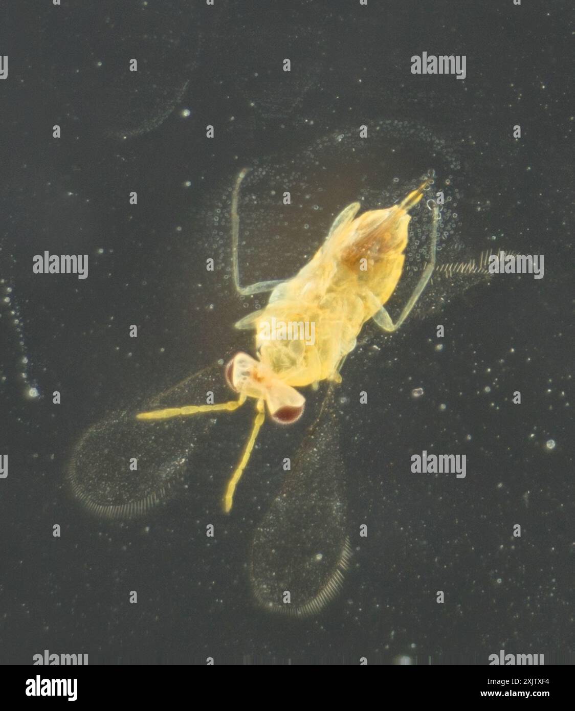 Encarsia hi-res stock photography and images - Alamy