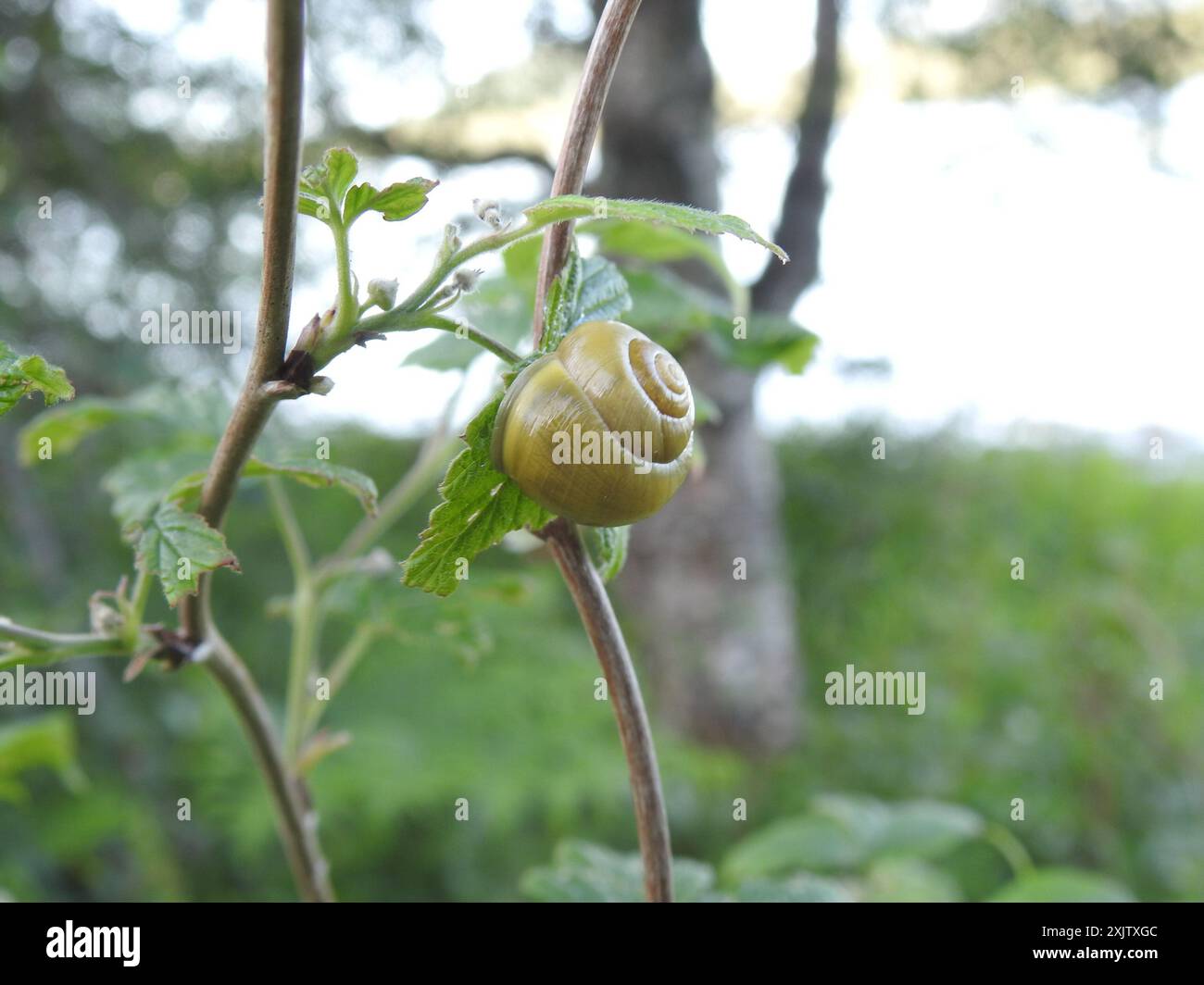 White-lipped Snail (Cepaea hortensis) Mollusca Stock Photo - Alamy