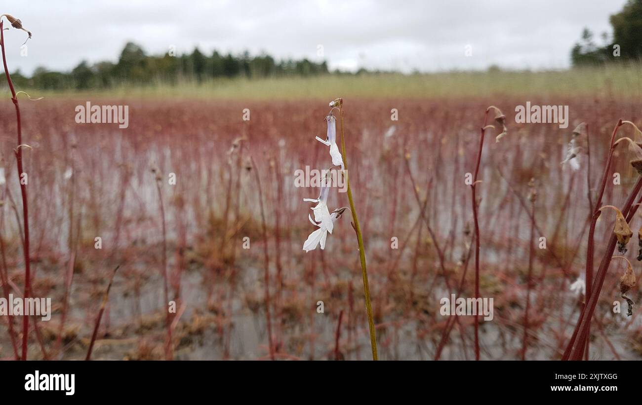 Water Lobelia (Lobelia dortmanna) Plantae Stock Photo - Alamy