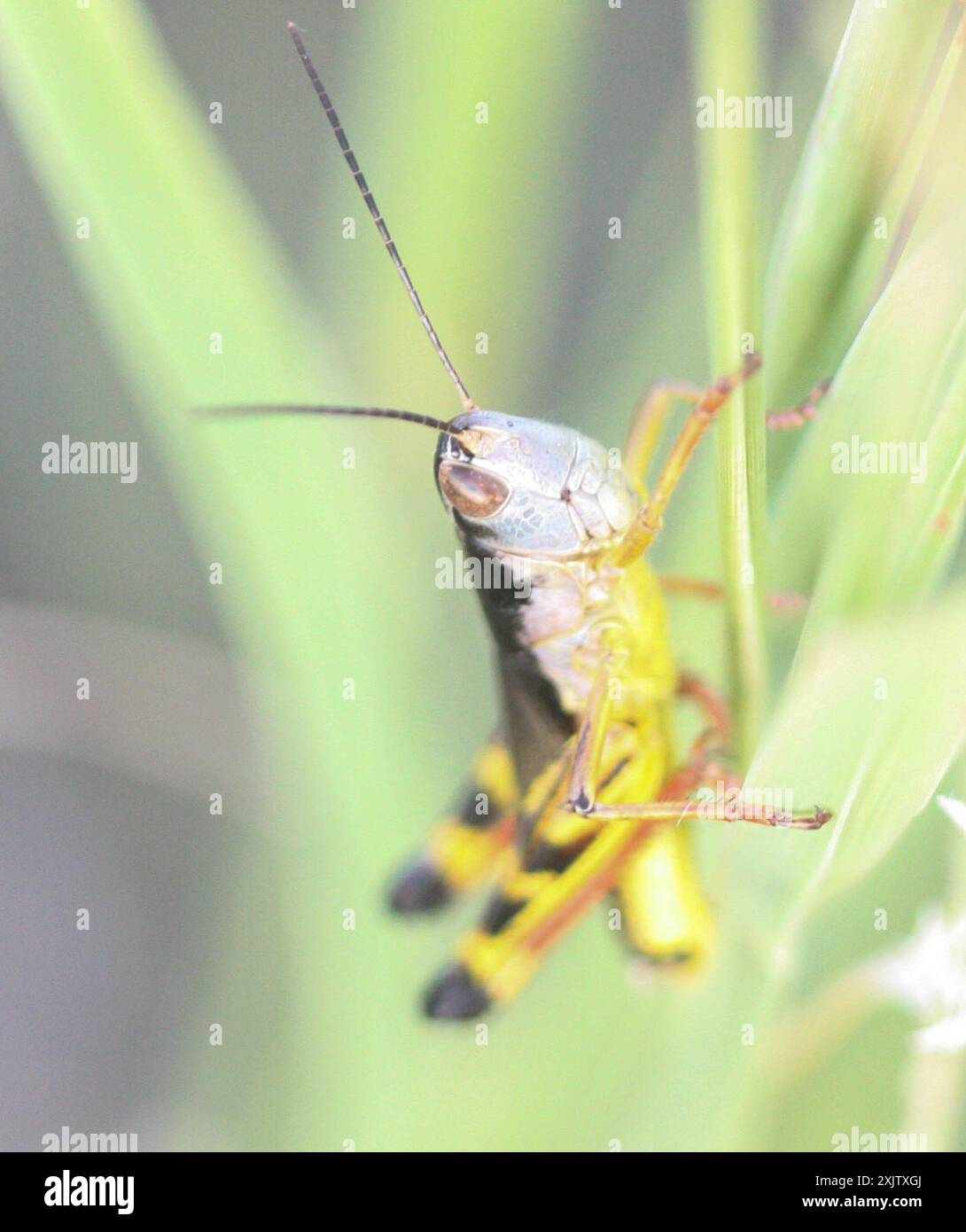 Yellow-belly Boopie (Boopedon flaviventris) Insecta Stock Photo - Alamy