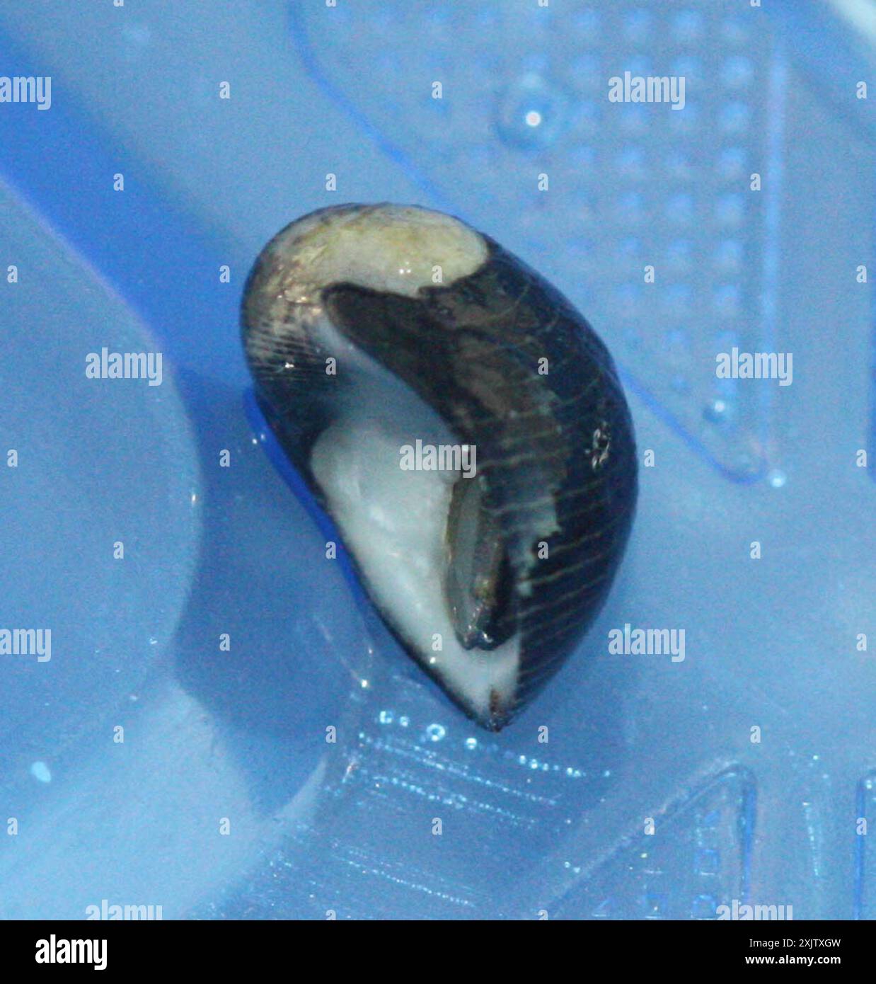 Hawaiian Black Nerite (Nerita picea) Mollusca Stock Photo - Alamy