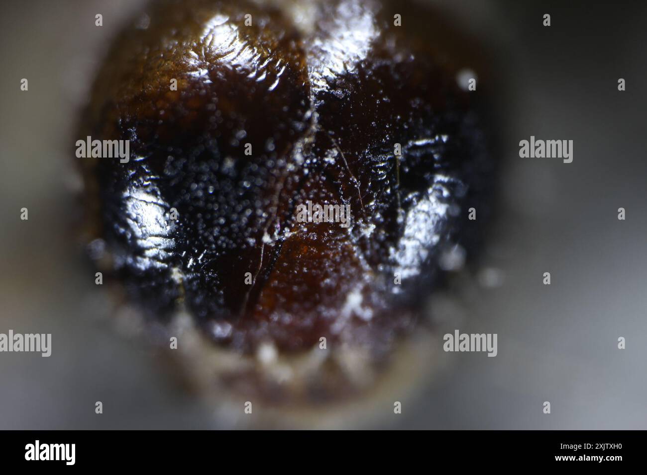 Insect Destroyers (Entomophthorales) Fungi Stock Photo - Alamy