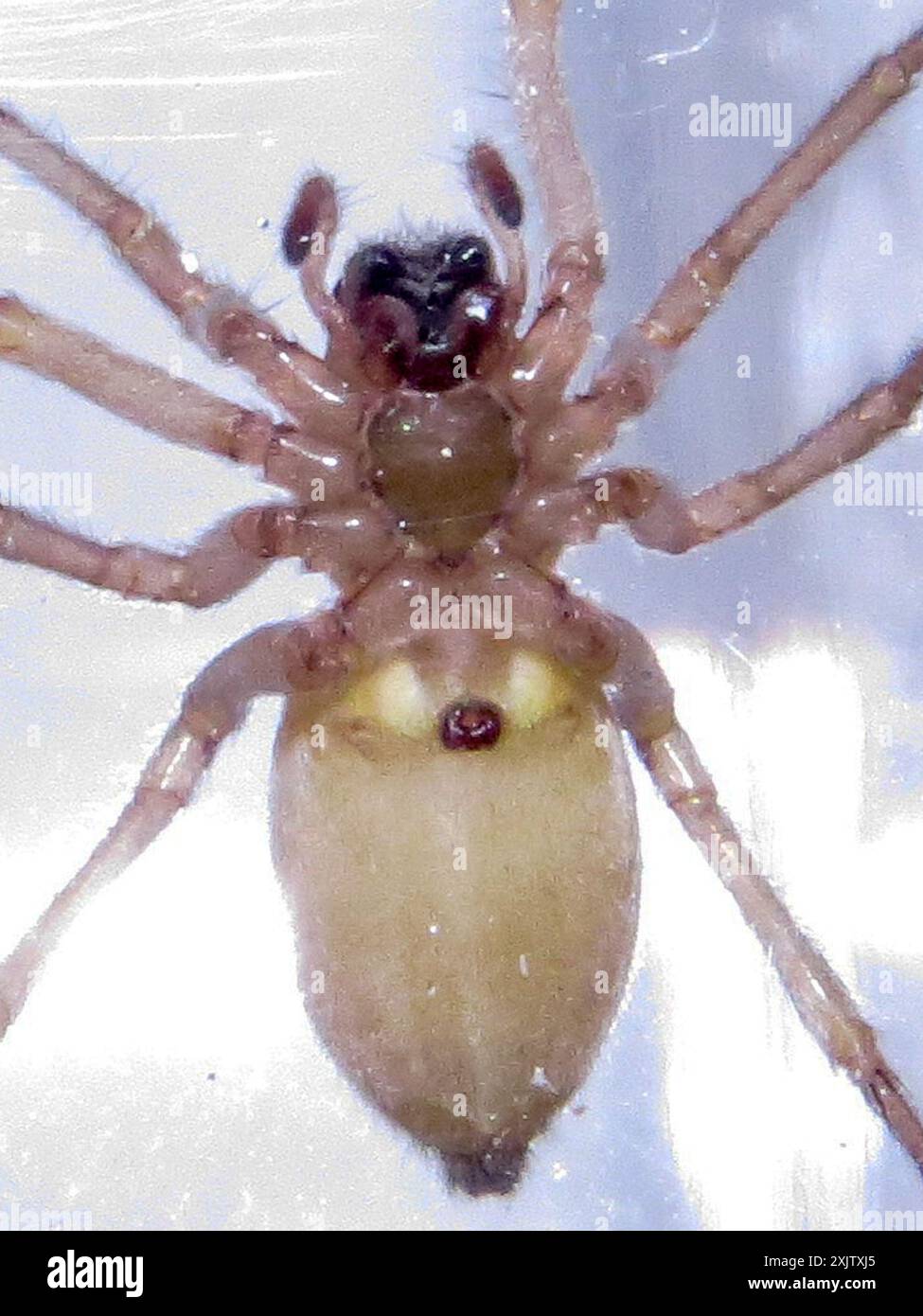 Longlegged Sac Spiders (Cheiracanthium) Arachnida Stock Photo - Alamy
