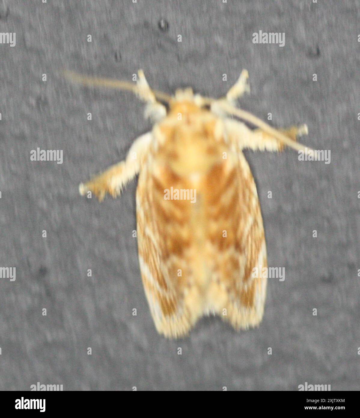 Slug Caterpillar Moths (Limacodidae) Insecta Stock Photo - Alamy