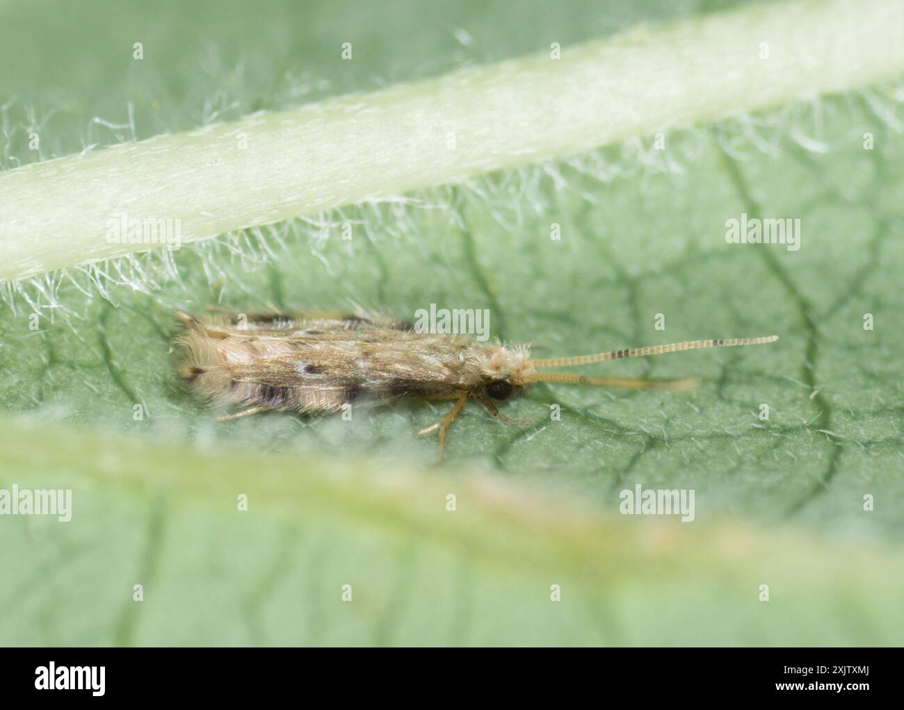 Microcaddisflies (Hydroptilidae) Insecta Stock Photo - Alamy